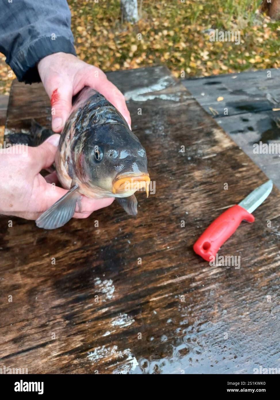 European Carp (Cyprinus carpio Stock Photo - Alamy