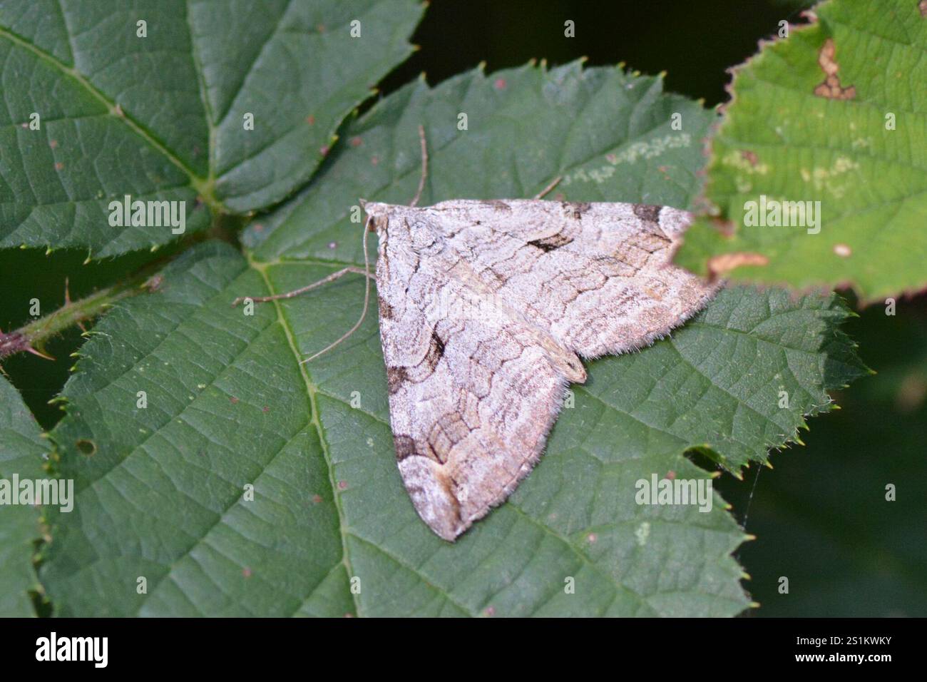 Treble Bar (Aplocera plagiata Stock Photo - Alamy