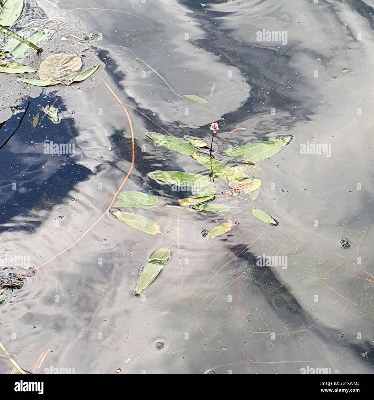 water smartweed (Persicaria amphibia Stock Photo - Alamy