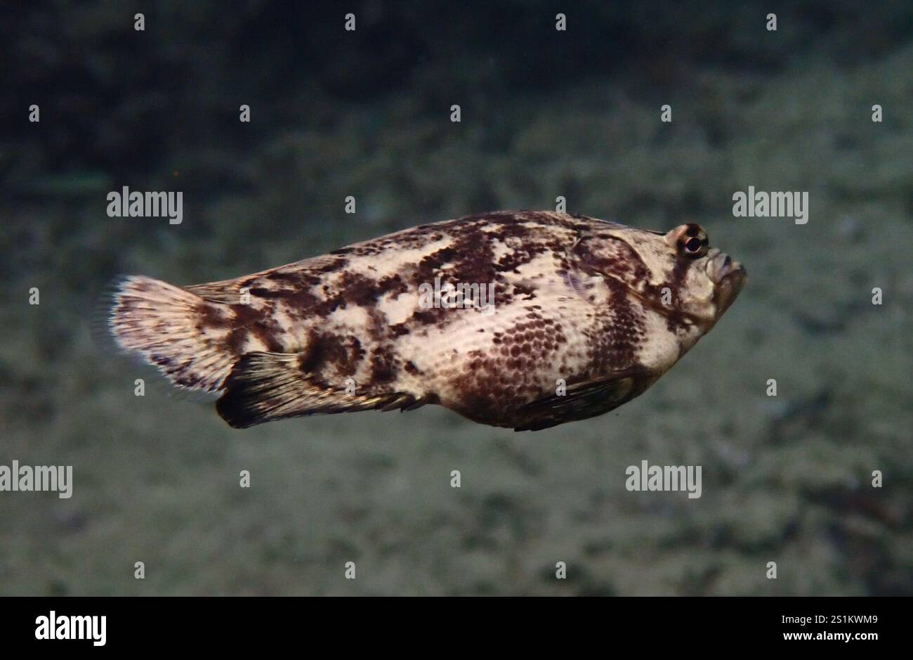 Atlantic Tripletail (Lobotes surinamensis Stock Photo - Alamy
