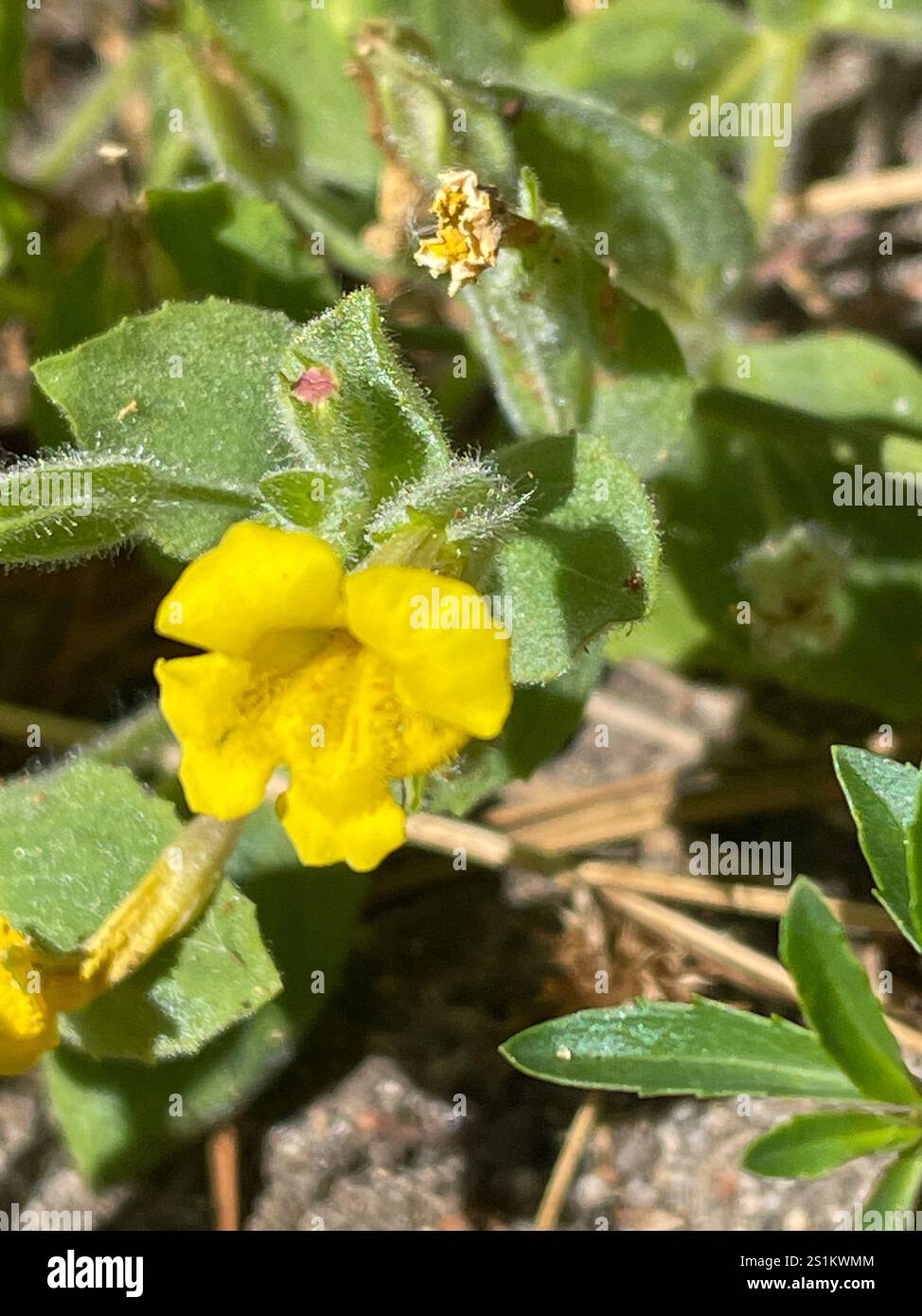 Erythranthe moschata hi-res stock photography and images - Alamy