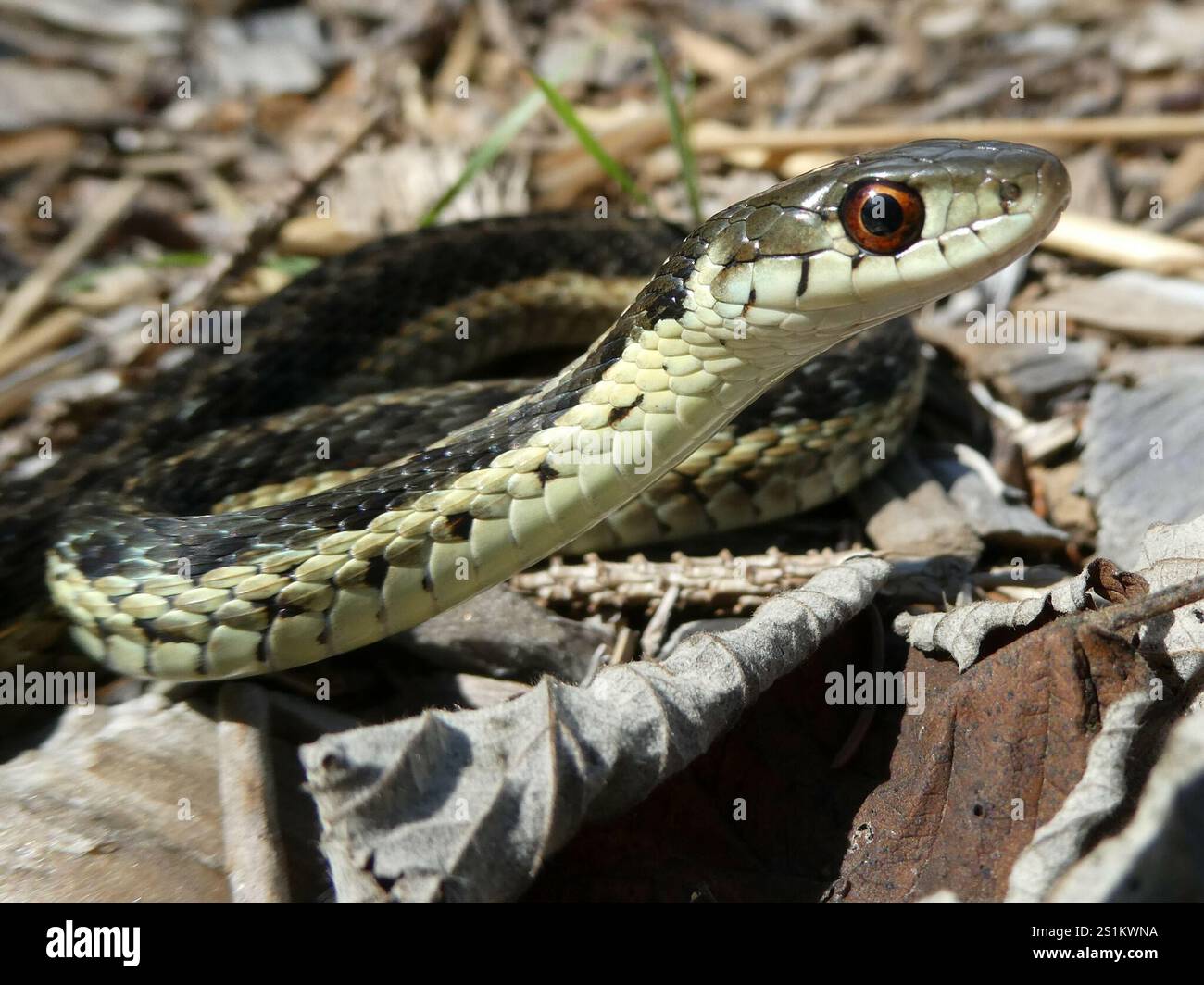 Common Garter Snake (Thamnophis sirtalis Stock Photo - Alamy