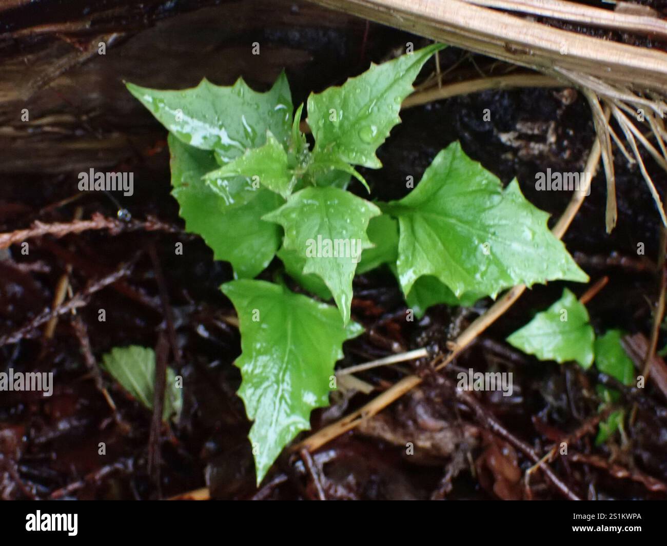 western rattlesnake root (Nabalus alatus Stock Photo - Alamy