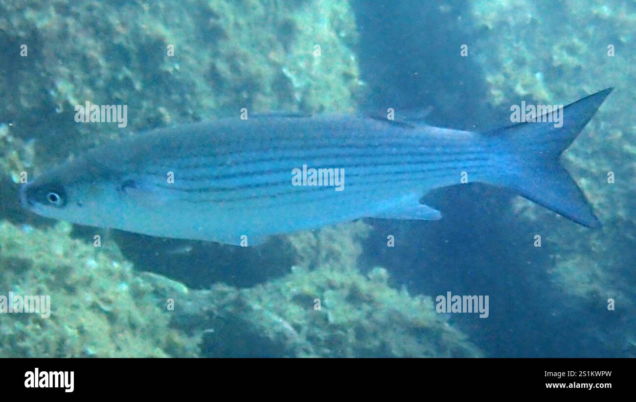 Thicklip Grey Mullet (Chelon labrosus Stock Photo - Alamy