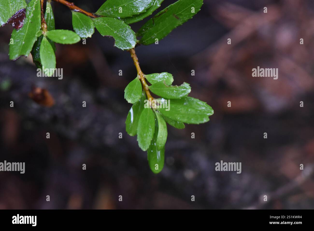 Oregon Boxwood (Paxistima myrsinites Stock Photo - Alamy
