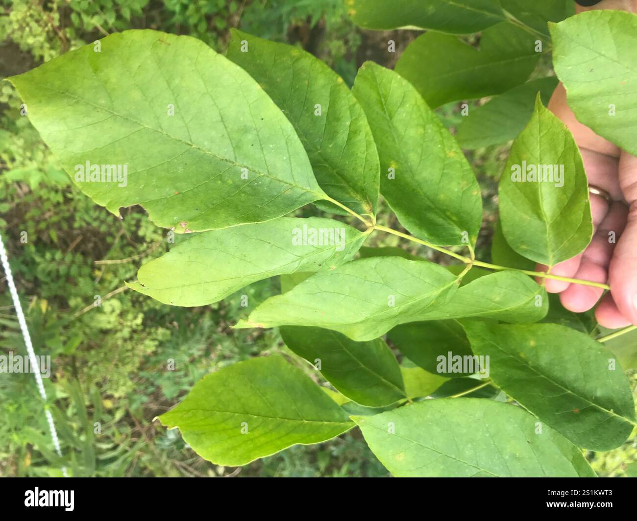 white ash (Fraxinus americana Stock Photo - Alamy