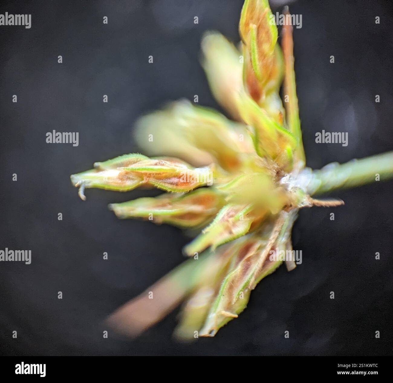 Watergrass (Bulbostylis barbata Stock Photo - Alamy