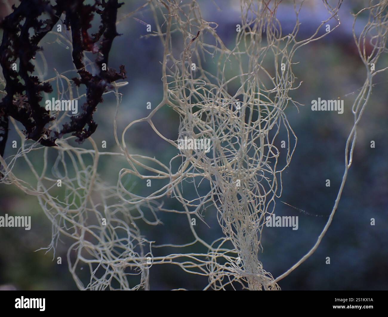 Witch's Hair (Alectoria sarmentosa Stock Photo - Alamy