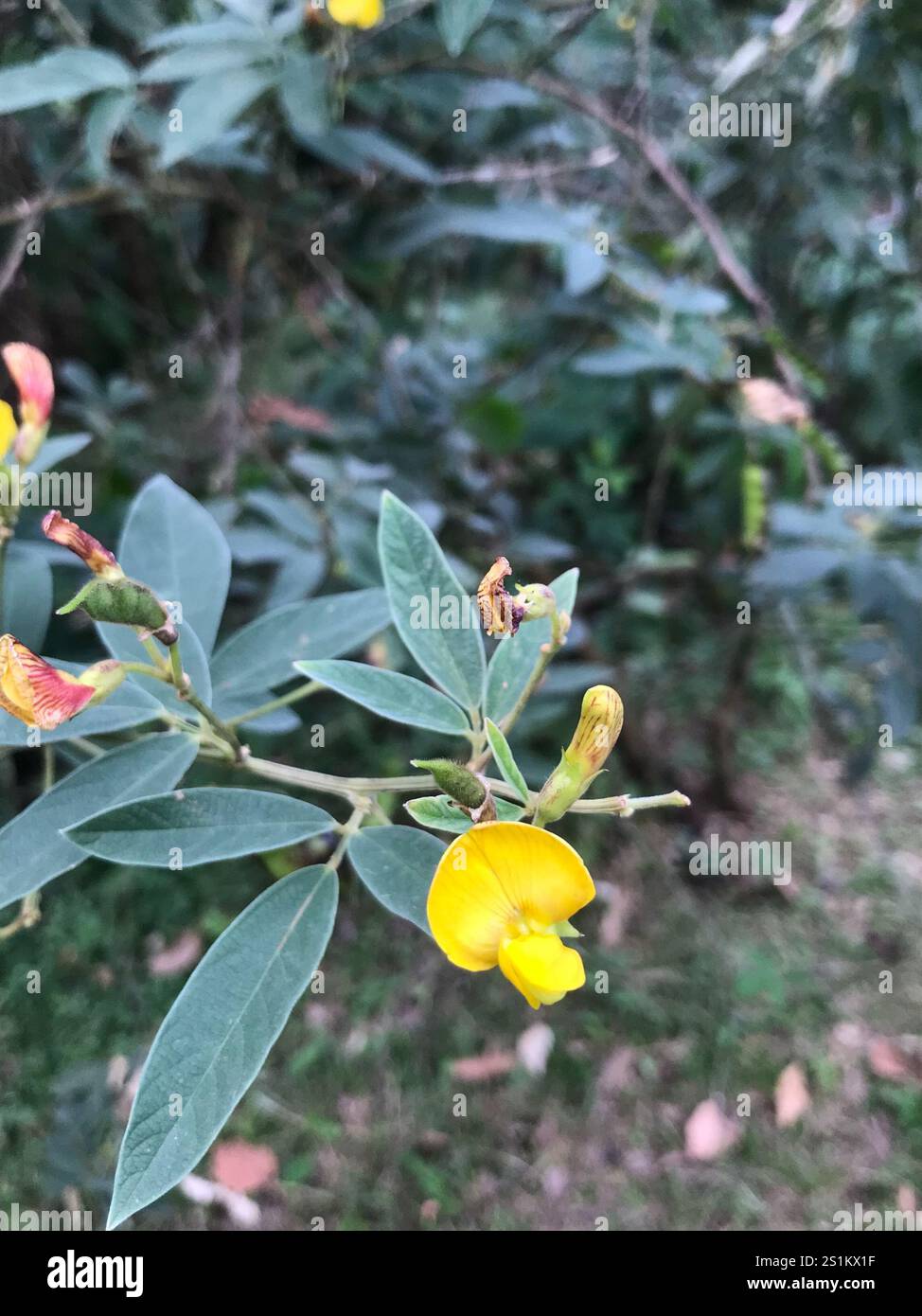 Pigeon Pea (Cajanus cajan Stock Photo - Alamy