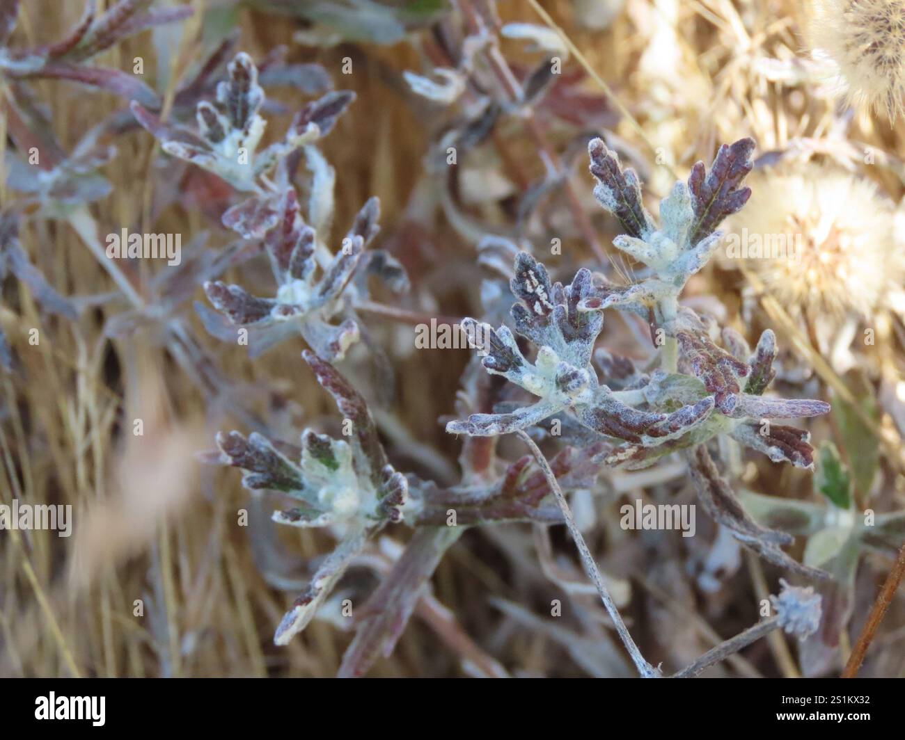 common woolly sunflower (Eriophyllum lanatum Stock Photo - Alamy
