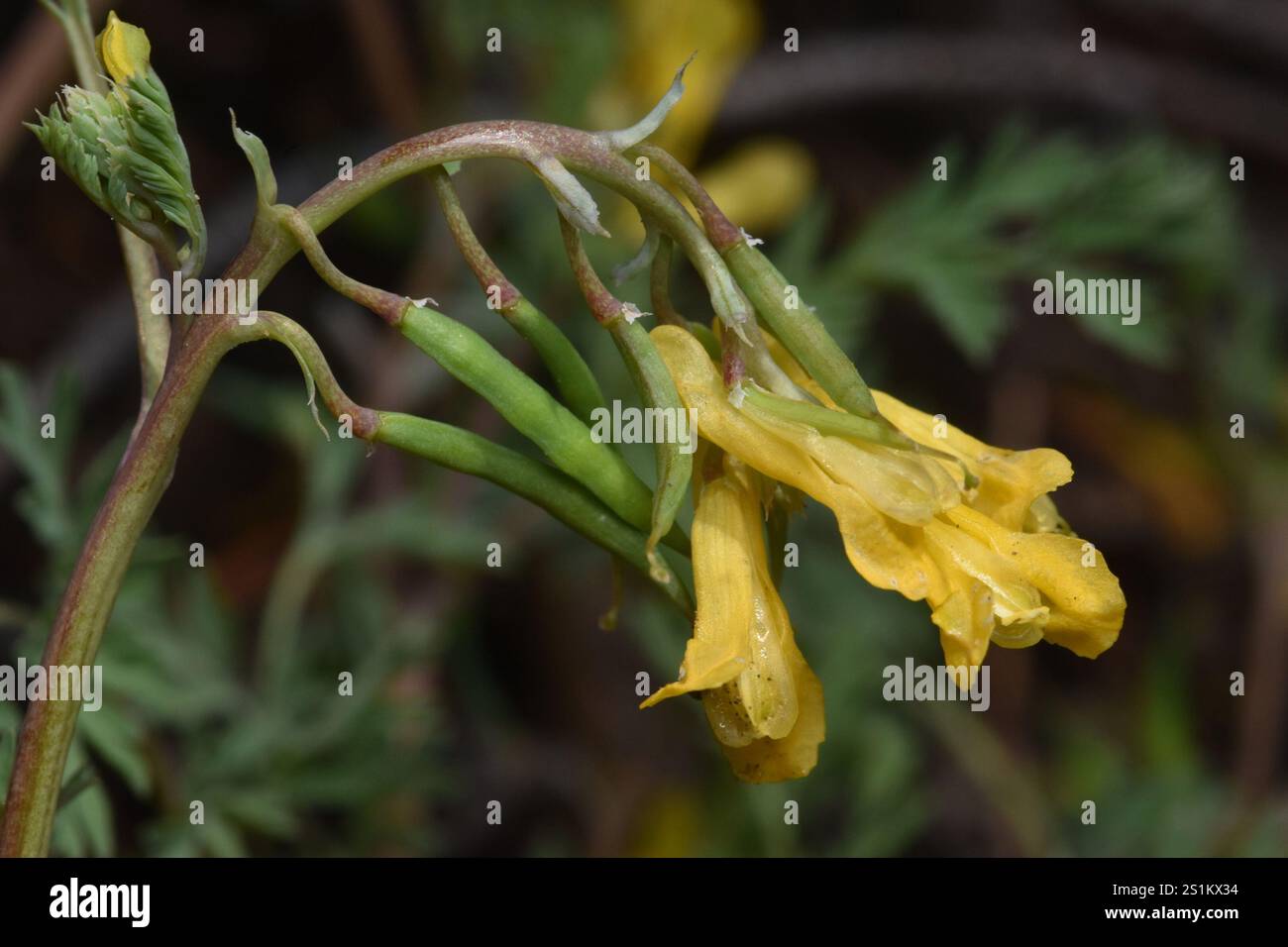golden corydalis (Corydalis aurea Stock Photo - Alamy