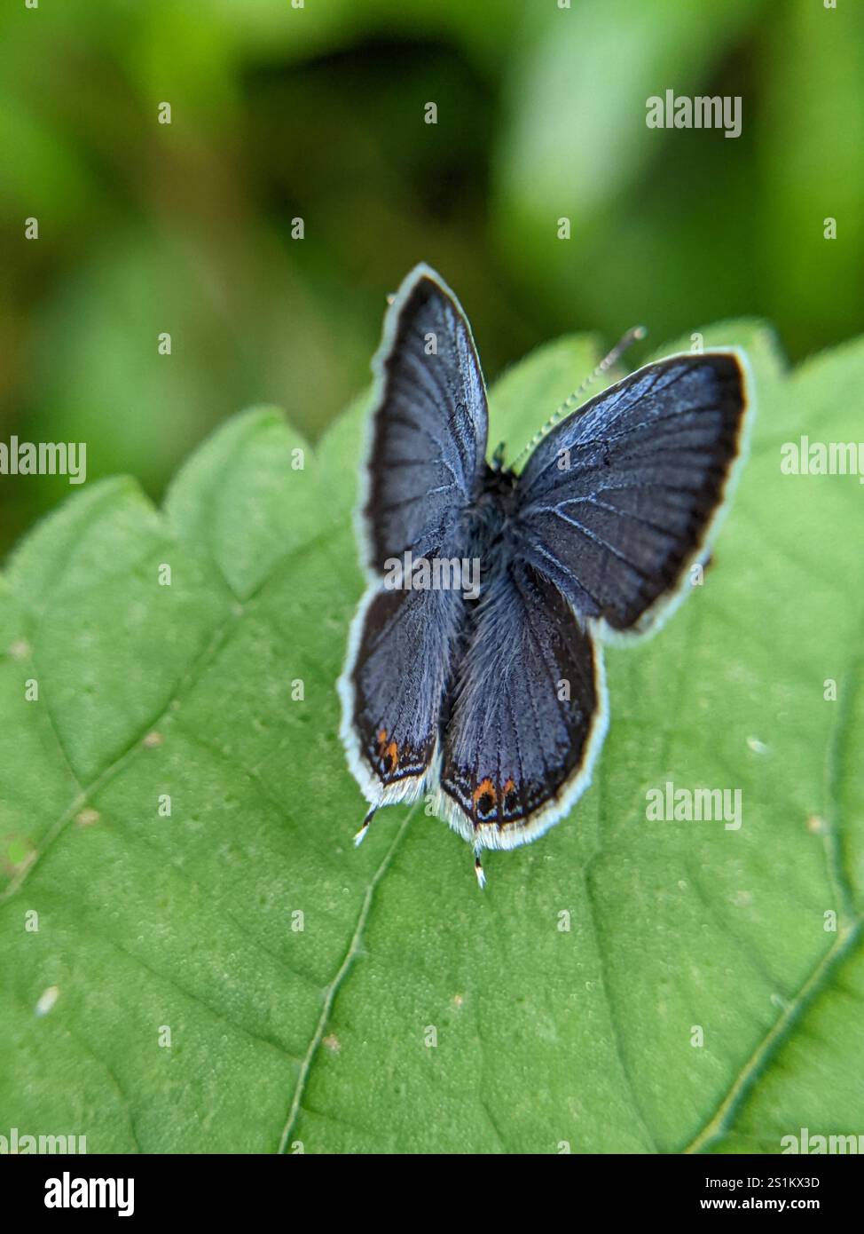 Eastern Tailed-Blue (Cupido comyntas Stock Photo - Alamy