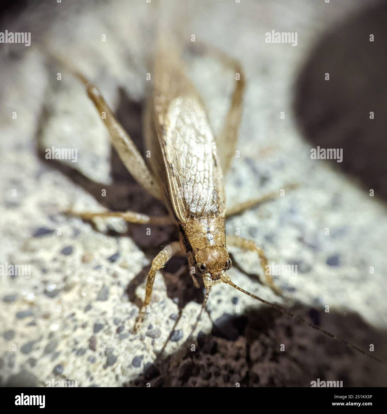Jumping Bush Cricket (Hapithus saltator Stock Photo - Alamy
