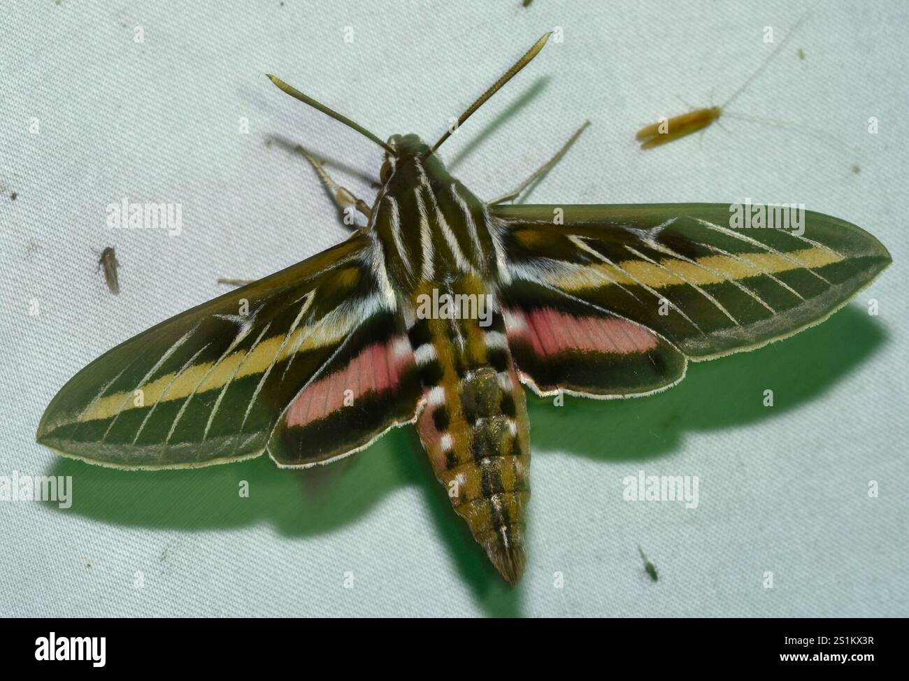 White-lined Sphinx (Hyles lineata Stock Photo - Alamy
