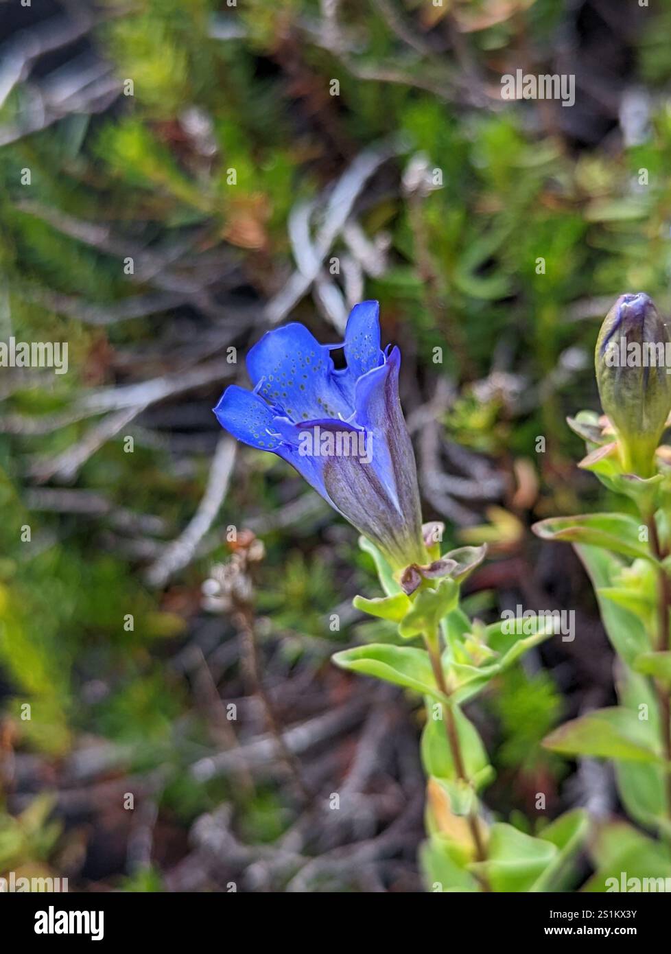 Mountain Bog Gentian (Gentiana calycosa Stock Photo - Alamy