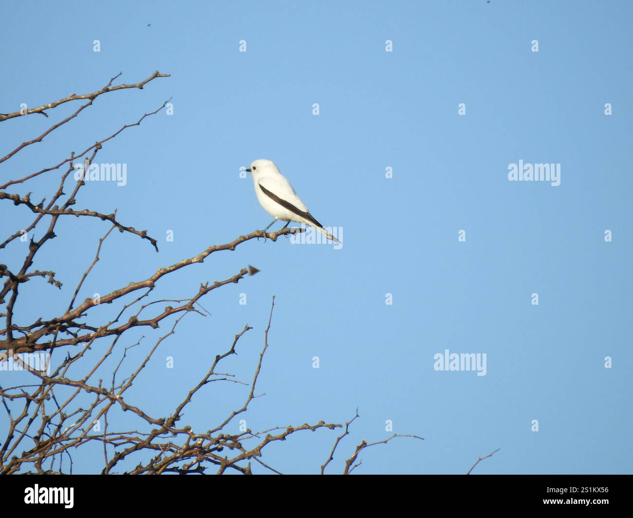 White Monjita (Xolmis irupero Stock Photo - Alamy