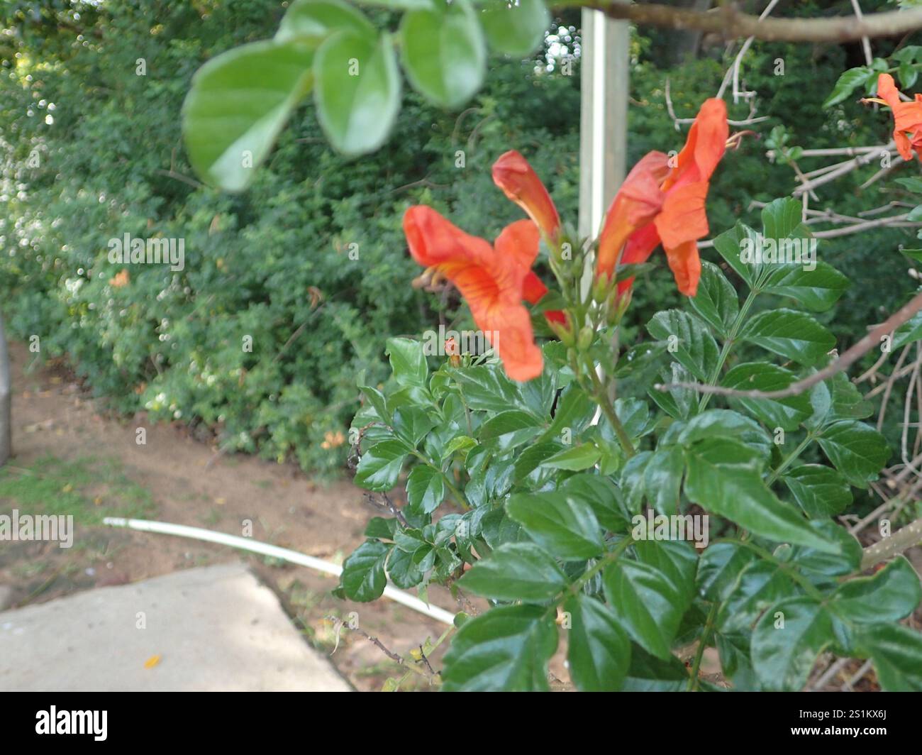 Cape Honeysuckle (Tecomaria capensis Stock Photo - Alamy