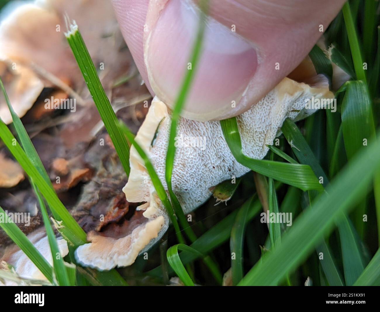 Blushing Rosette (Abortiporus biennis Stock Photo - Alamy