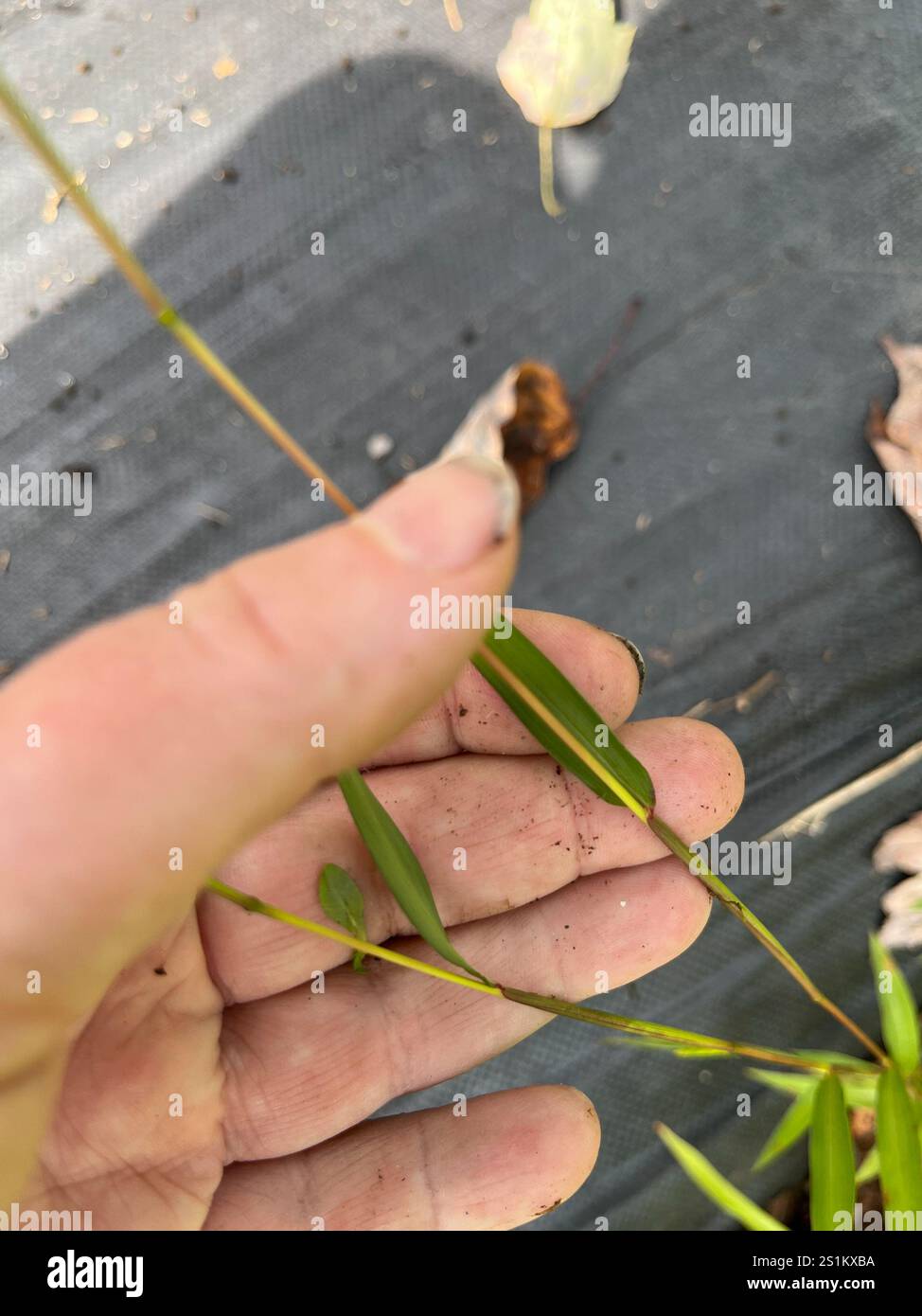 Japanese stiltgrass (Microstegium vimineum Stock Photo - Alamy
