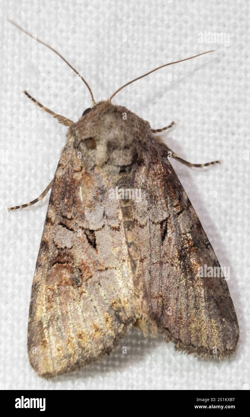 Striped Garden Caterpillar Moth (Trichordestra legitima Stock Photo - Alamy