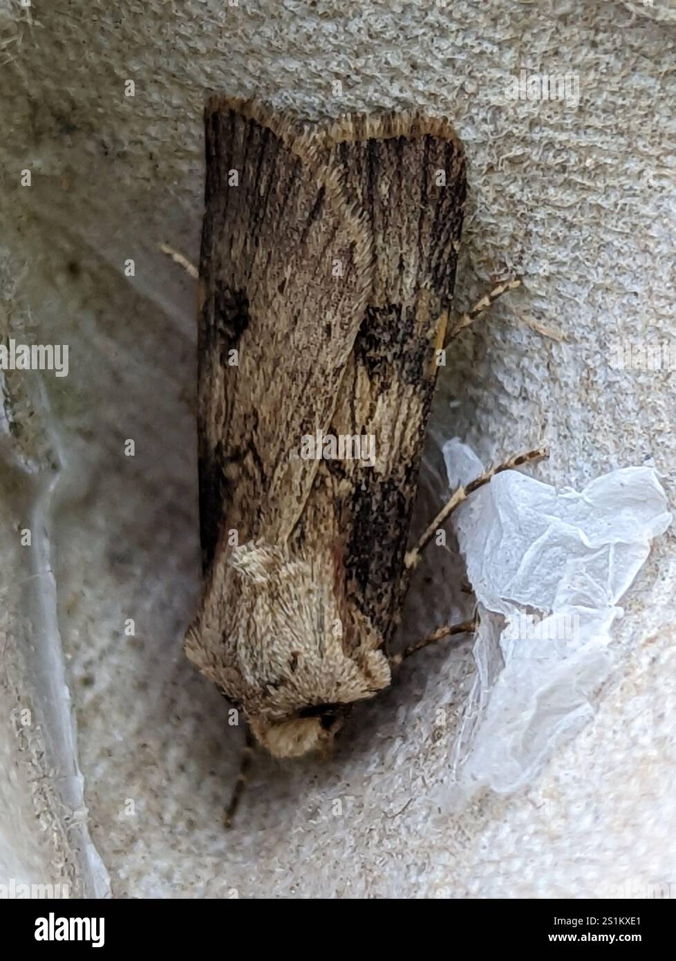 Shuttle-shaped Dart (Agrotis puta Stock Photo - Alamy