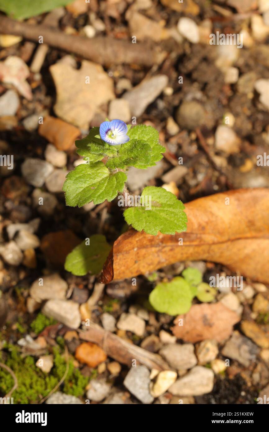 bird's-eye speedwell (Veronica persica Stock Photo - Alamy