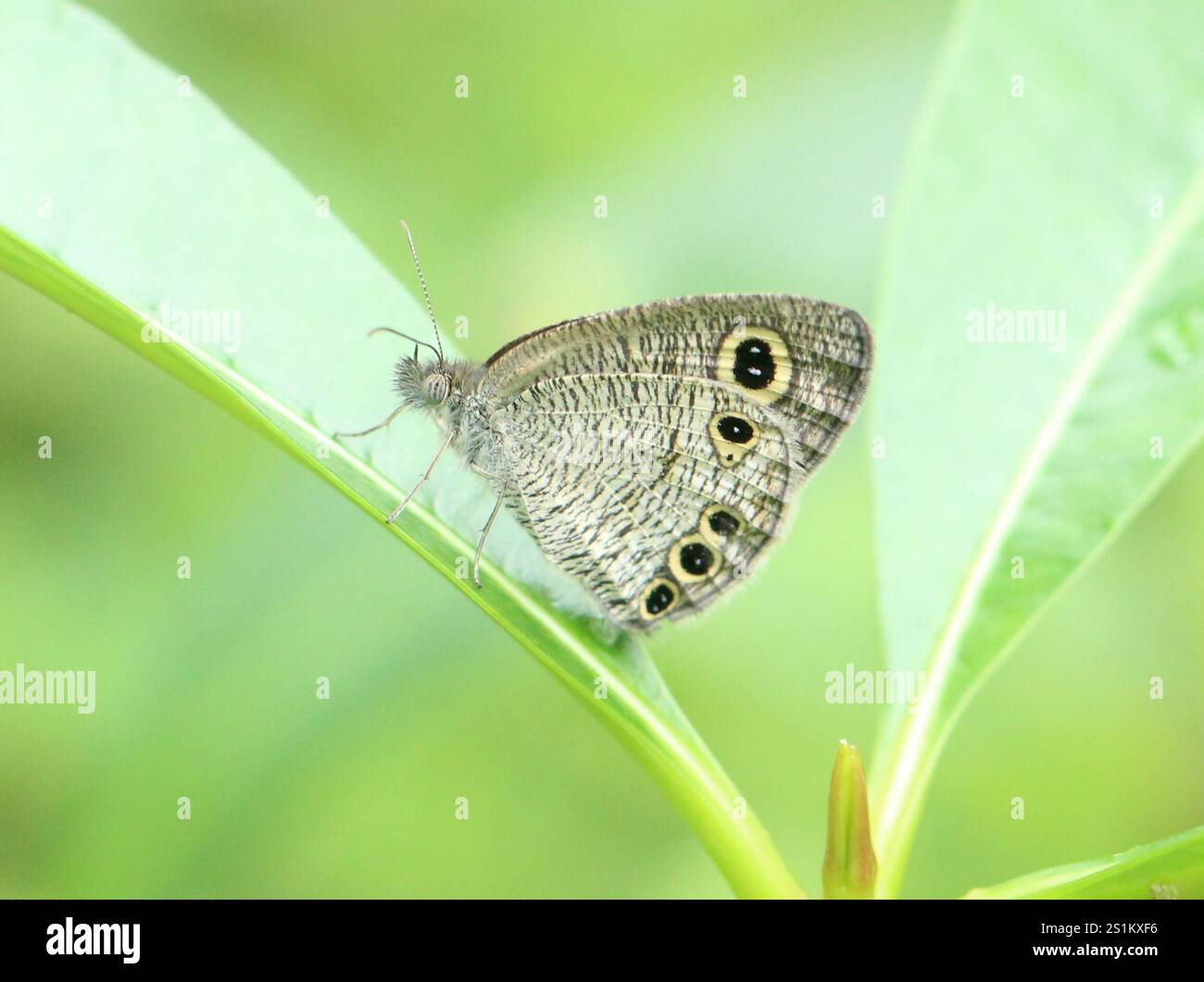 Common Four-ring (Ypthima huebneri Stock Photo - Alamy