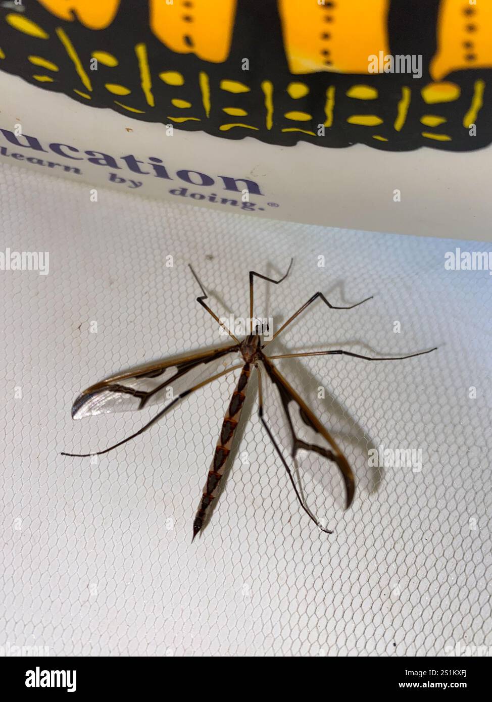Typical Crane Flies (Tipuloidea Stock Photo - Alamy