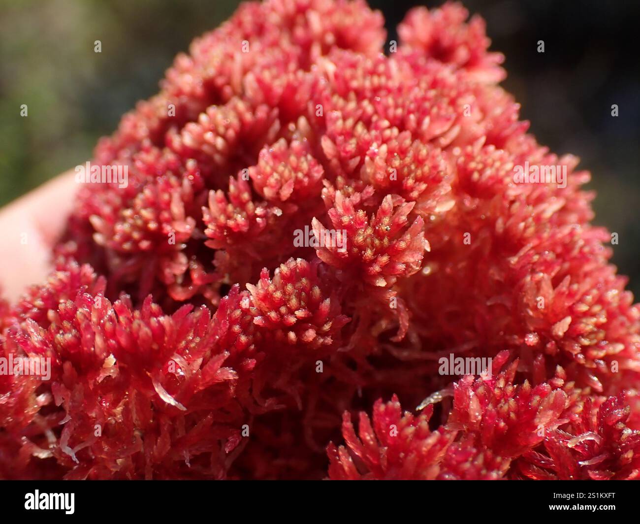 Lustrous Bog-moss (Sphagnum subnitens Stock Photo - Alamy