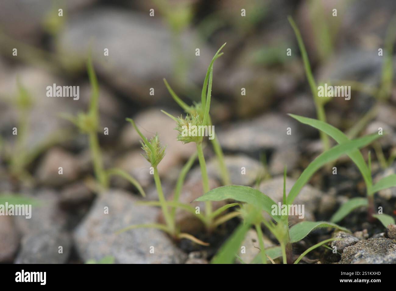 Bearded Flatsedge (Cyperus squarrosus Stock Photo - Alamy