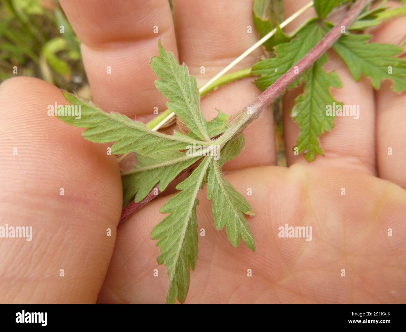 sulphur cinquefoil (Potentilla recta Stock Photo - Alamy