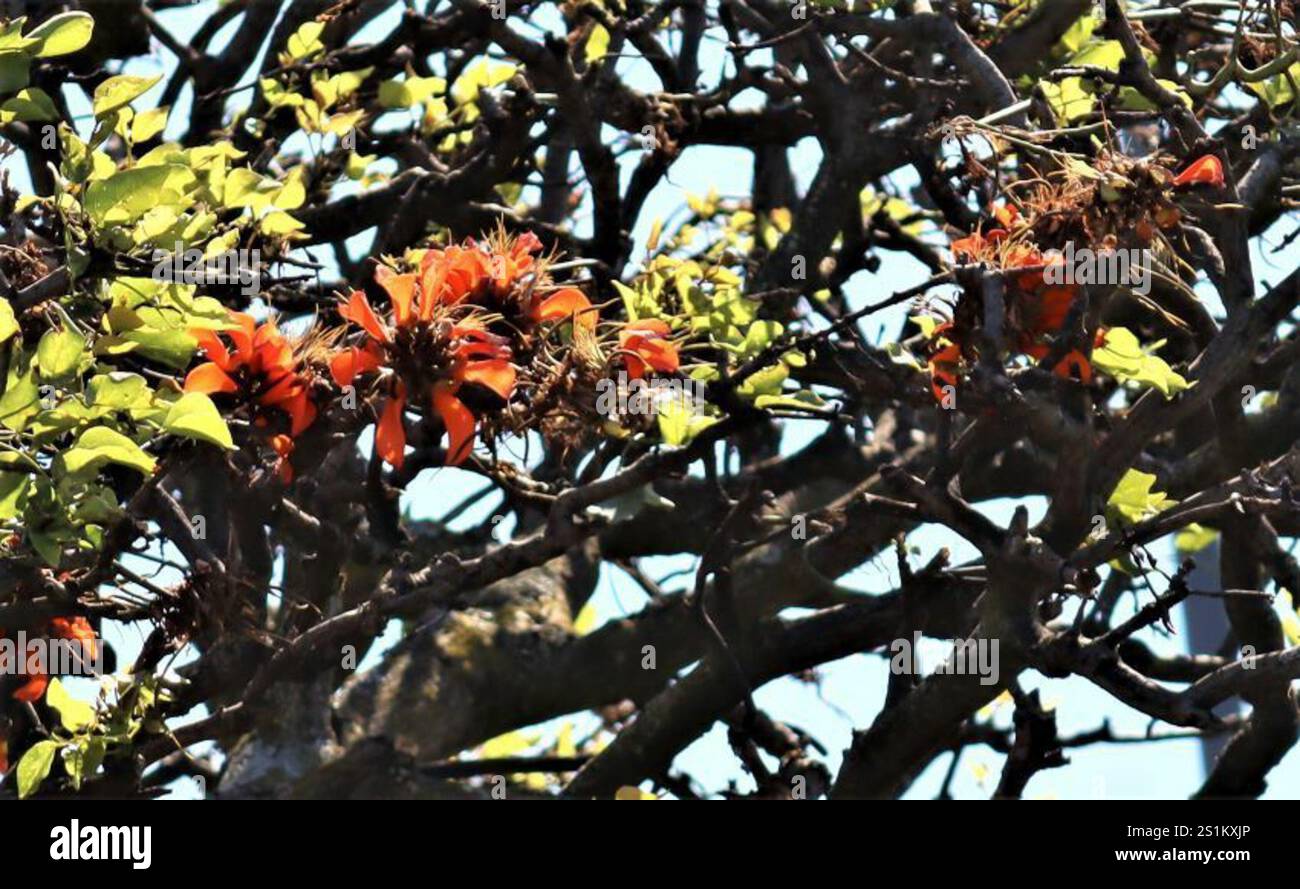 South African Coral Tree (Erythrina afra Stock Photo - Alamy