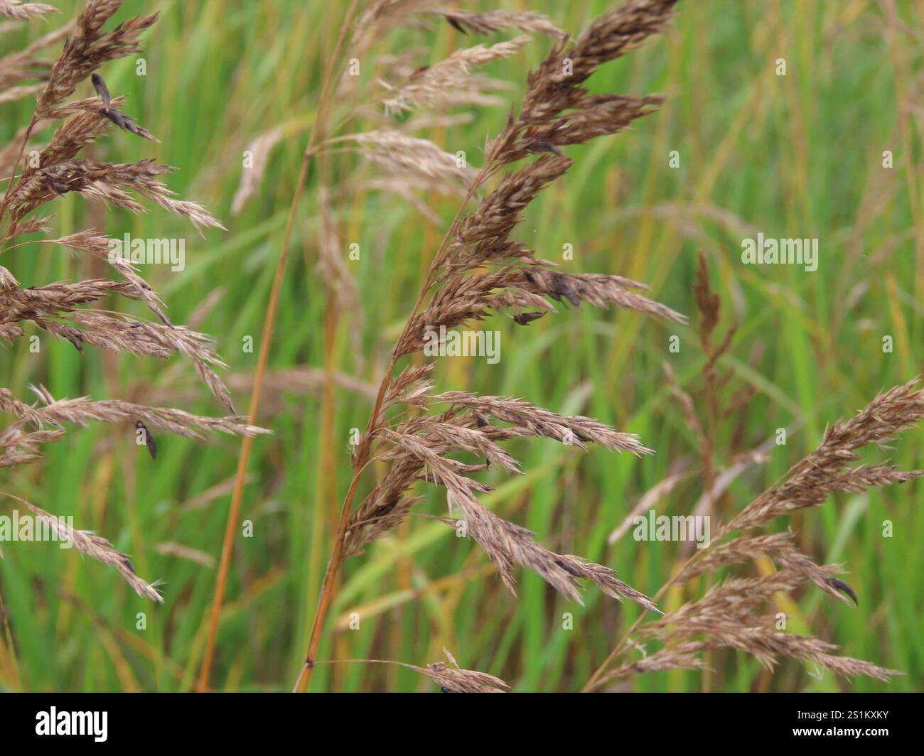 canadian bluejoint (Calamagrostis canadensis Stock Photo - Alamy
