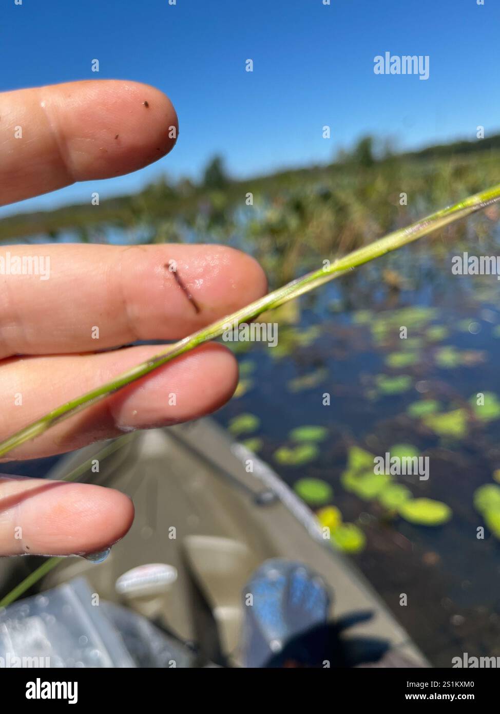 northern wild rice (Zizania palustris Stock Photo - Alamy