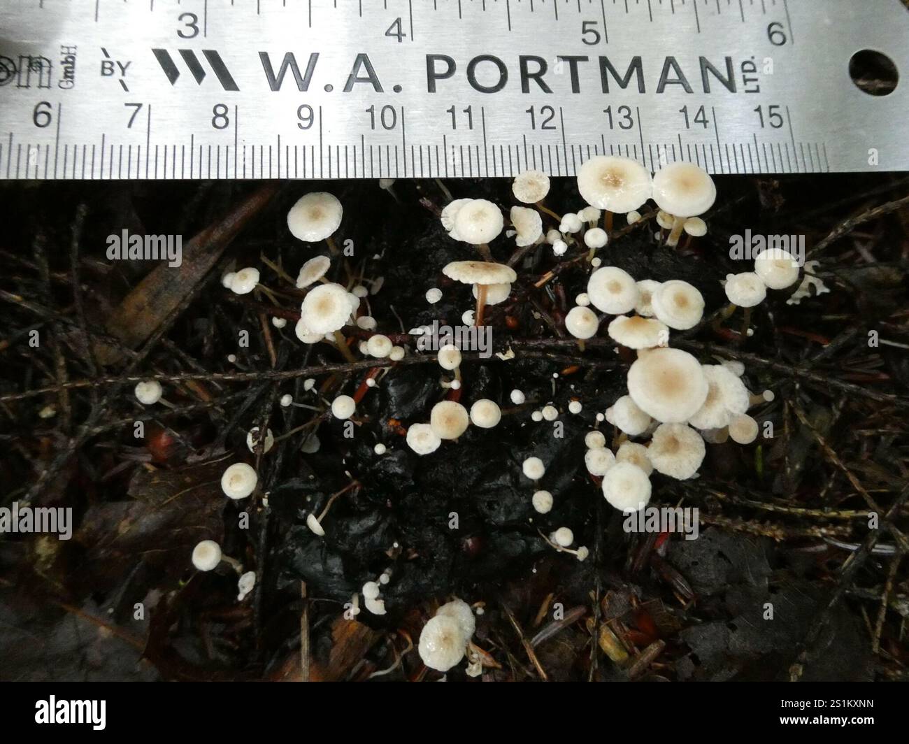 Lentil Shanklet (Collybia tuberosa Stock Photo - Alamy
