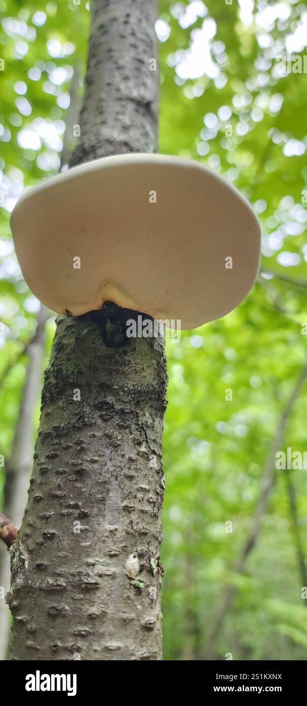 birch polypore (Fomitopsis betulina Stock Photo - Alamy