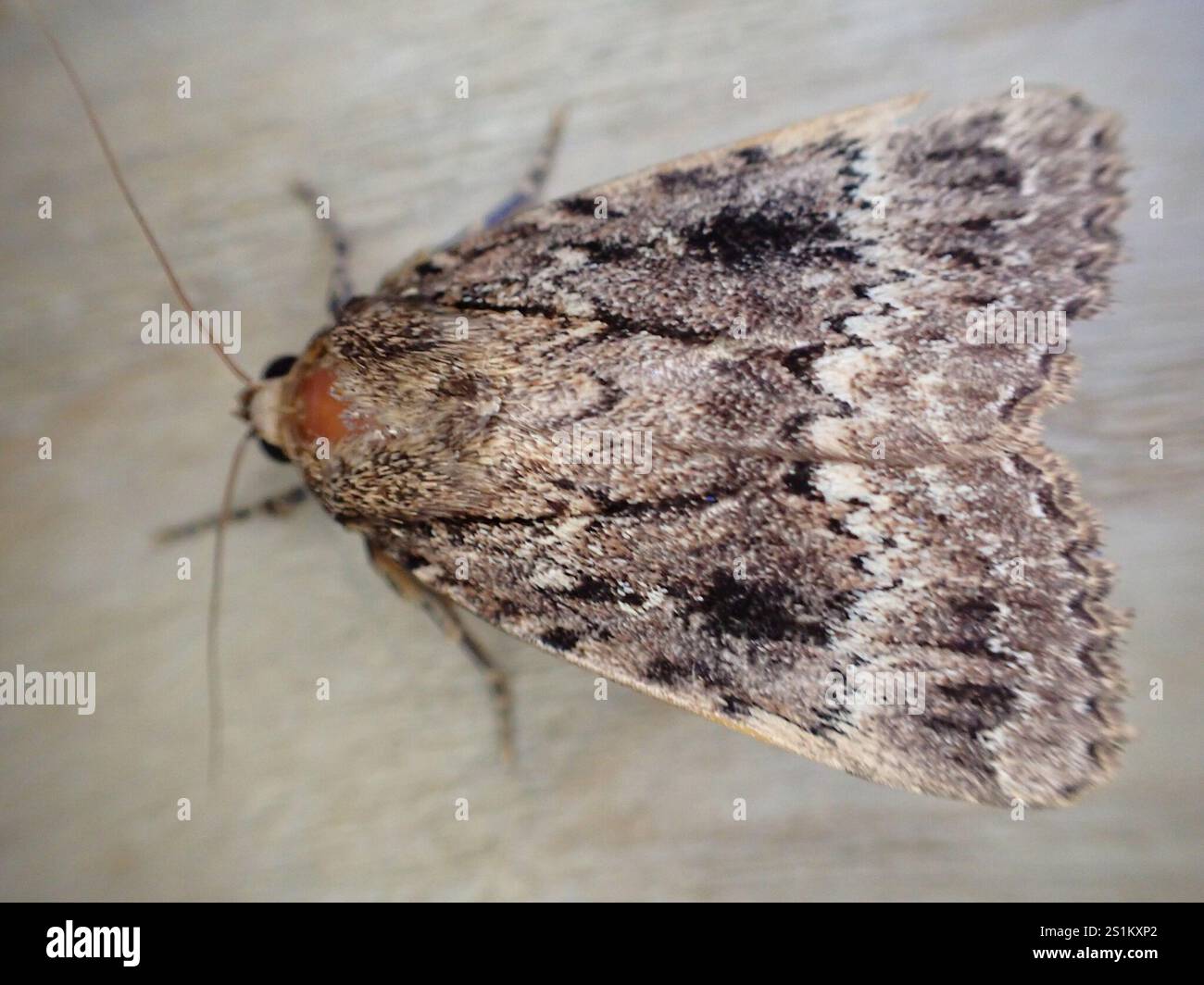 Eurasian Copper Underwing Complex (Amphipyra pyramidea Stock Photo - Alamy