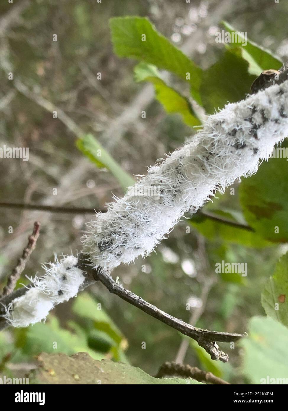 Woolly Alder Aphid (Prociphilus tessellatus Stock Photo - Alamy