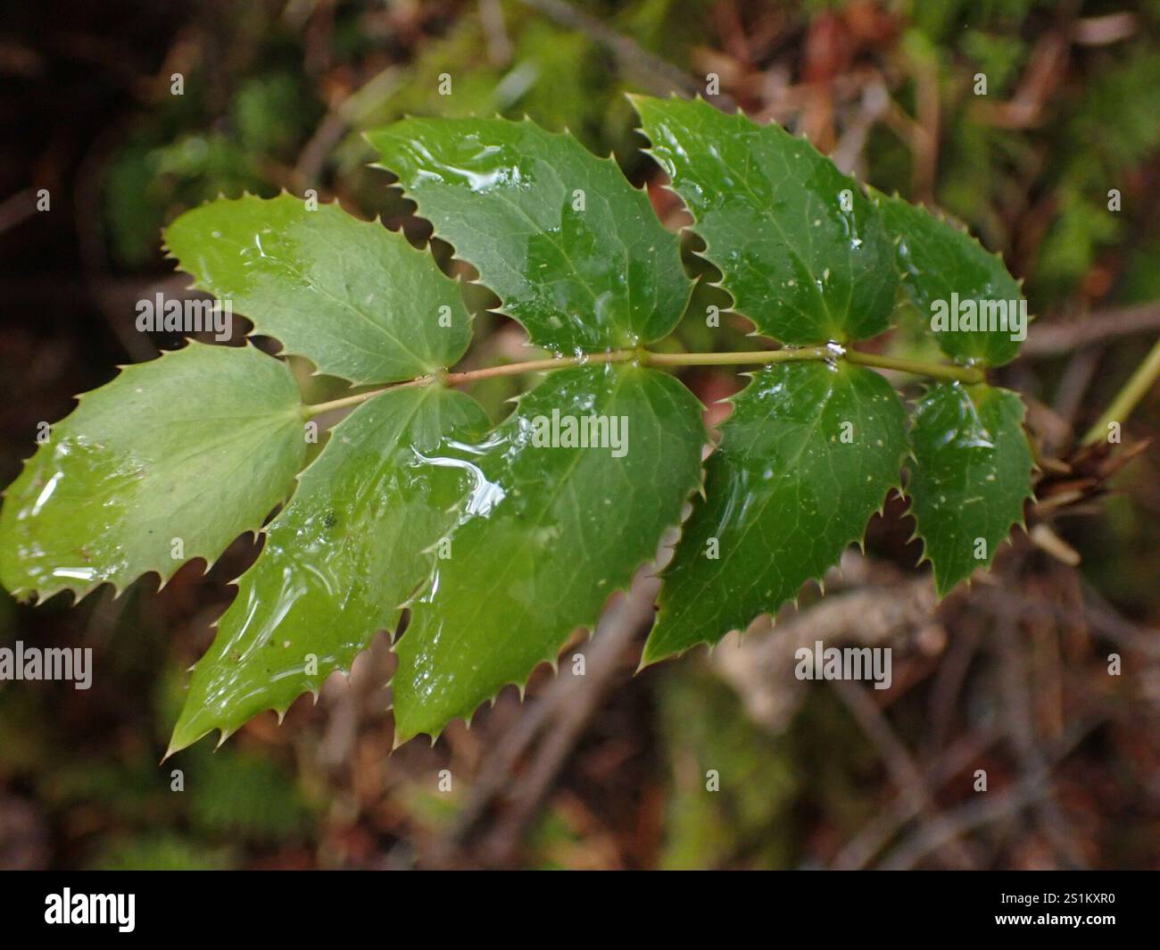 Cascade Oregon-grape (Berberis nervosa Stock Photo - Alamy