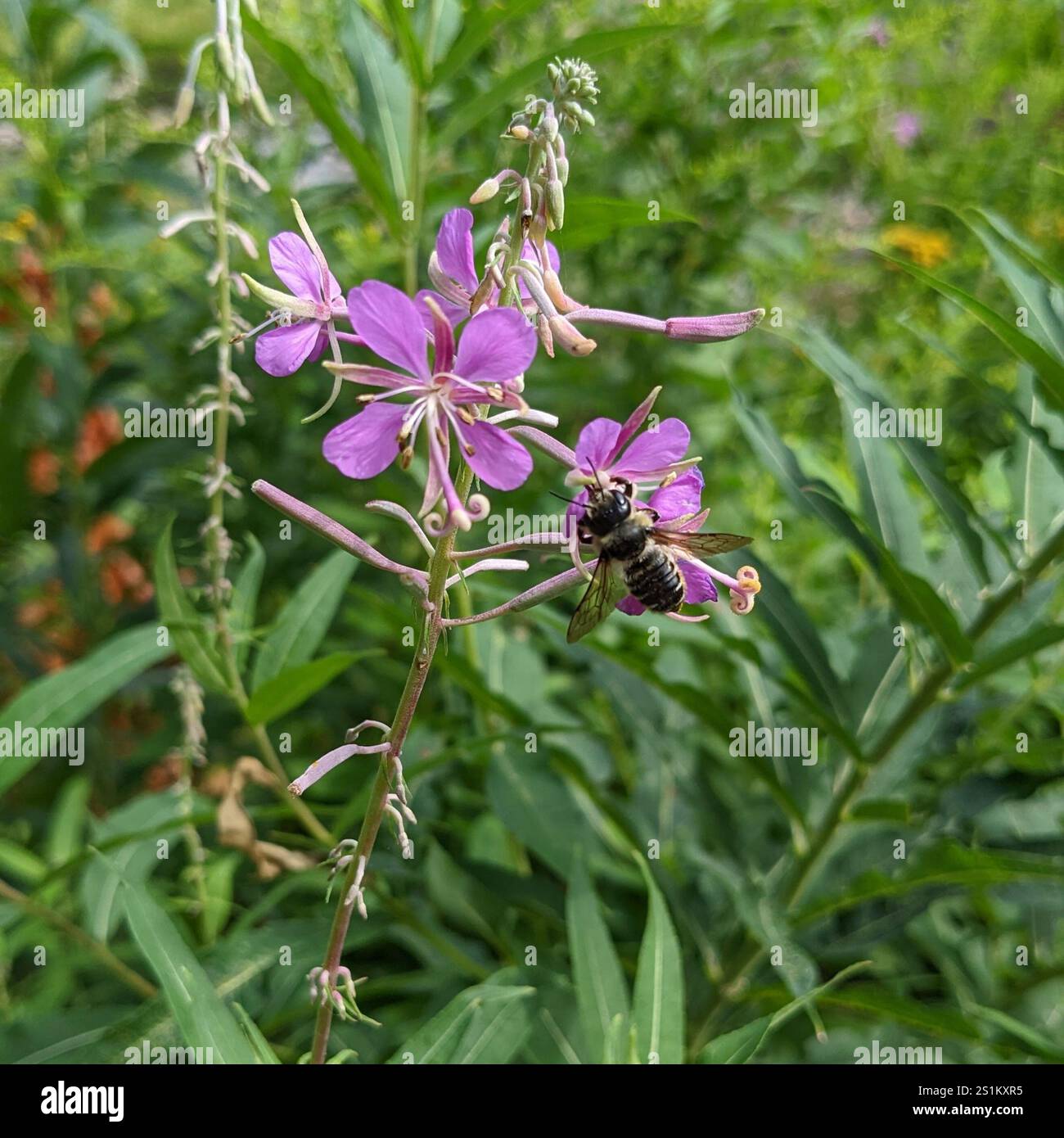 Unarmed Leafcutter Bee (Megachile inermis Stock Photo - Alamy