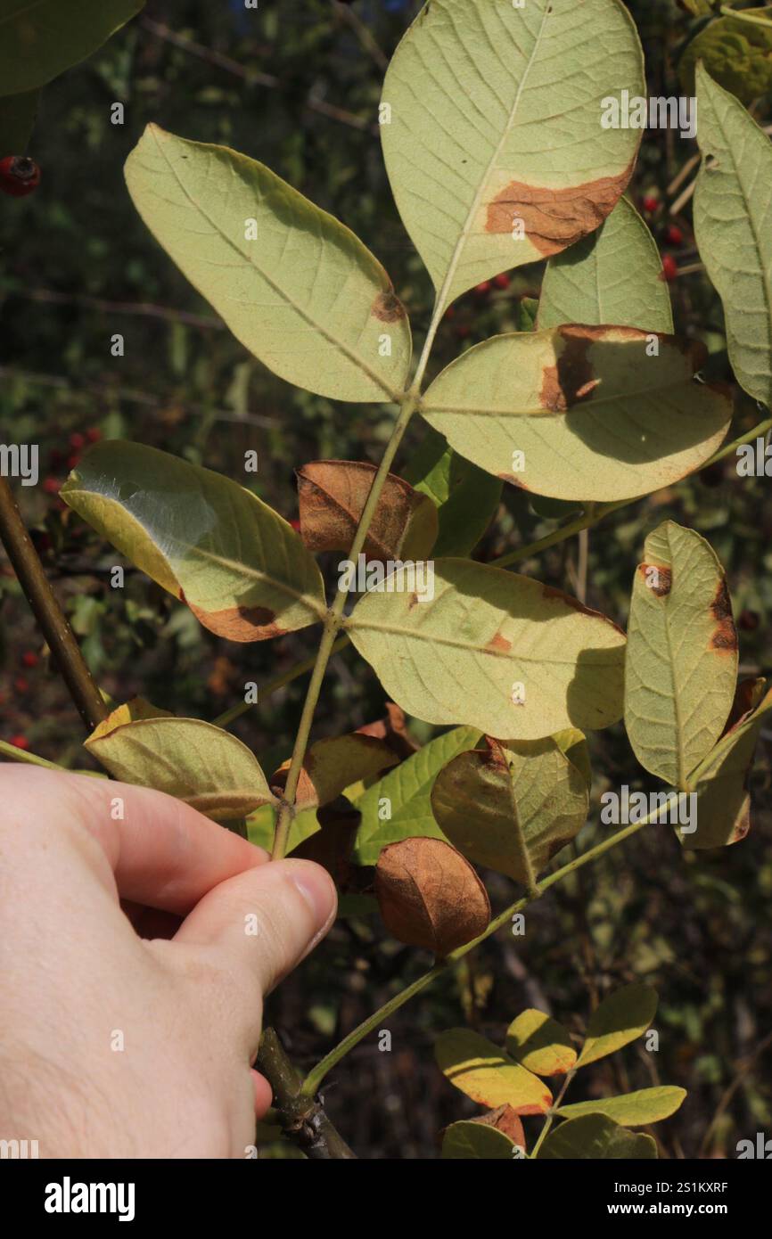 Oregon Ash (Fraxinus latifolia Stock Photo - Alamy