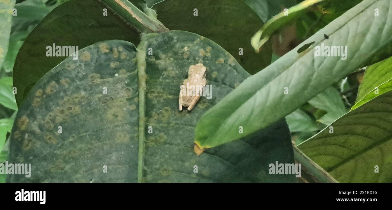 Common Southeast Asian Tree Frog (Polypedates leucomystax Stock Photo ...