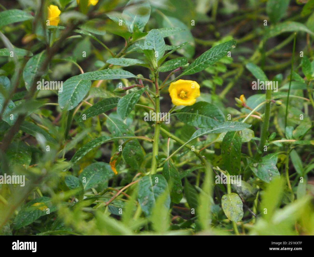 large-flowered primrose-willow (Ludwigia grandiflora Stock Photo - Alamy
