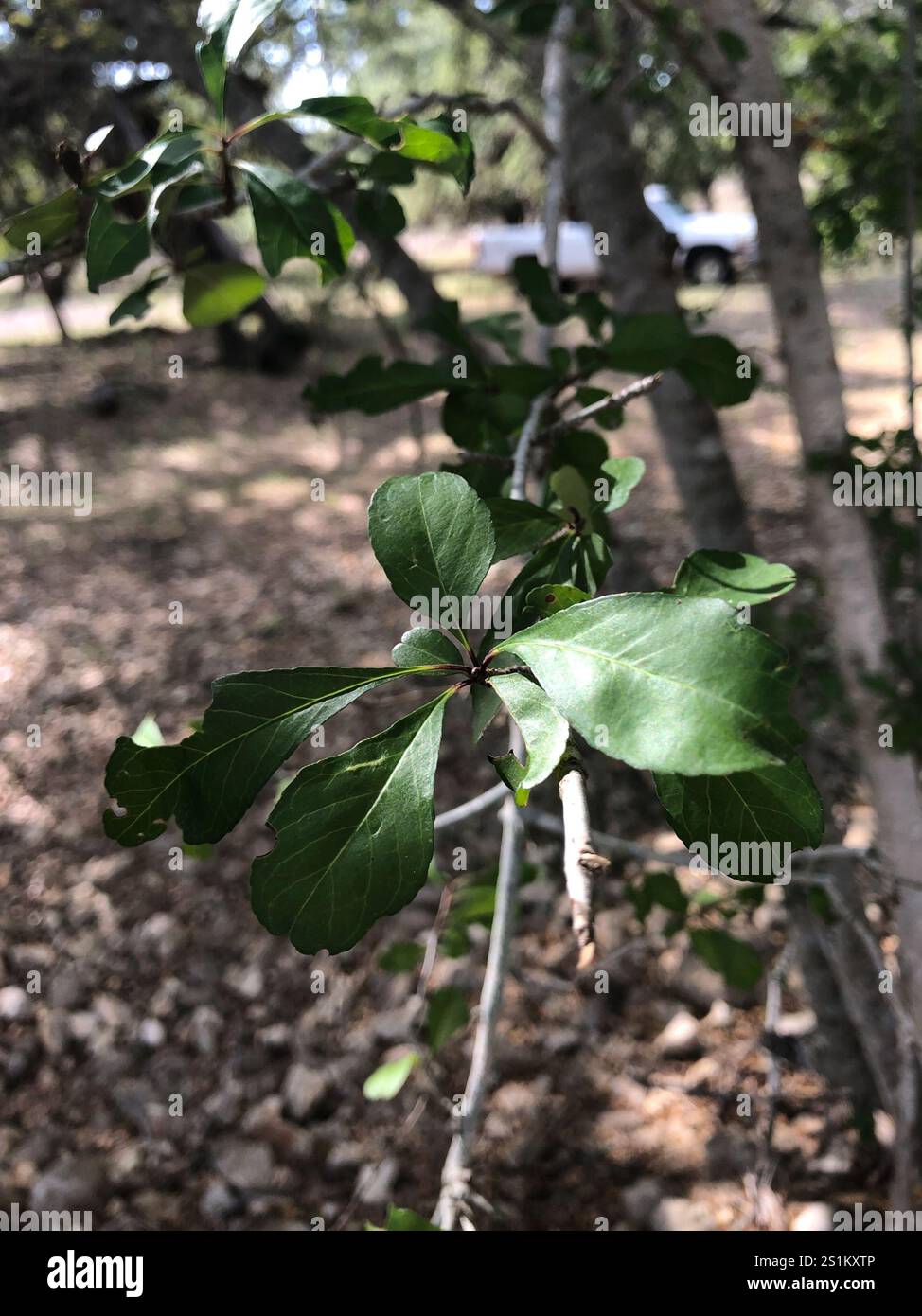 possumhaw (Ilex decidua Stock Photo - Alamy