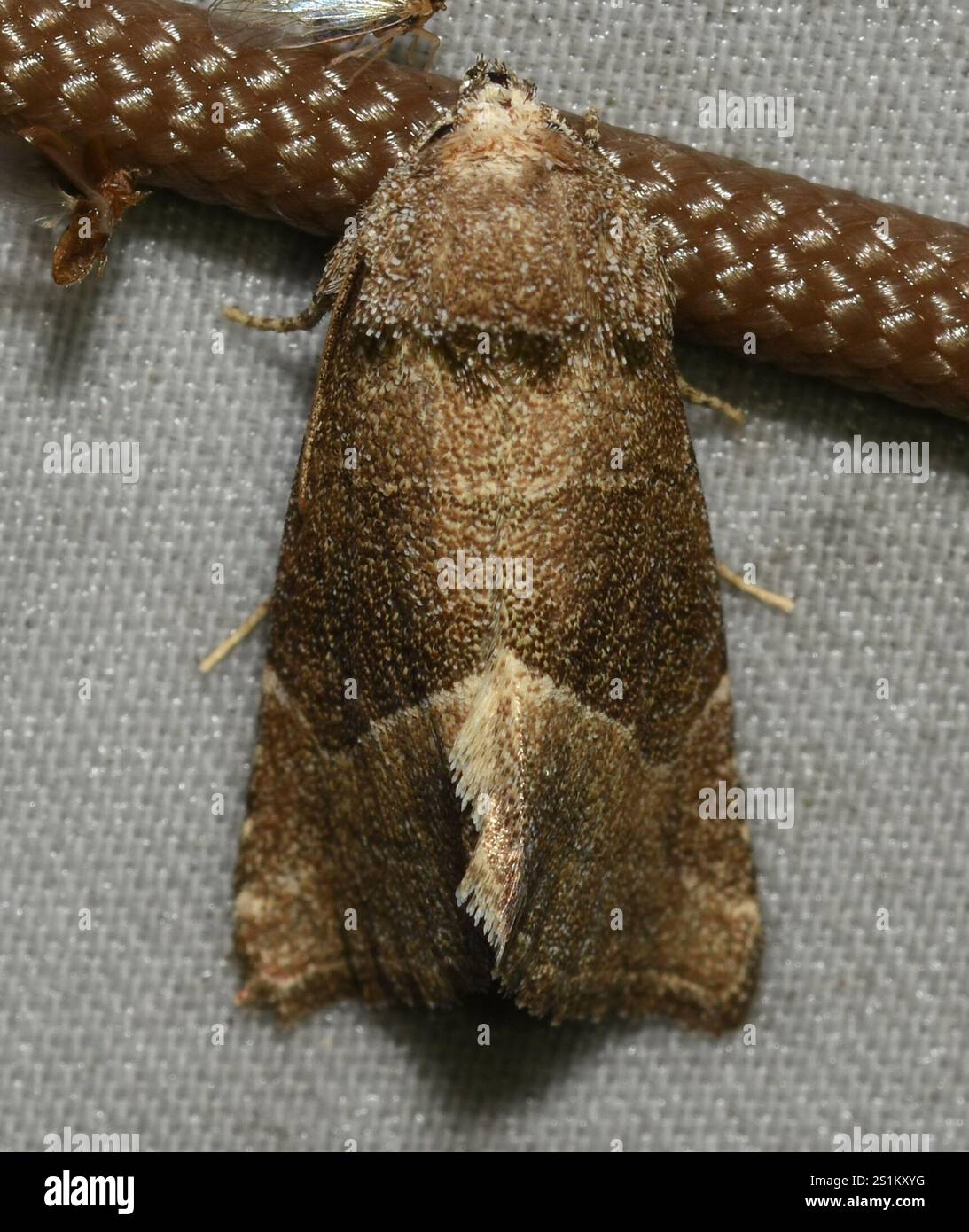Frothy Moth (Plagiomimicus spumosum Stock Photo - Alamy