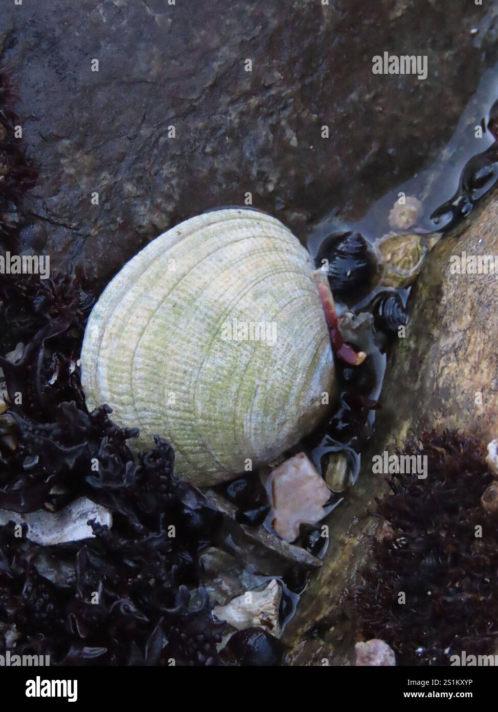 Pacific Littleneck Clam (Leukoma staminea Stock Photo - Alamy