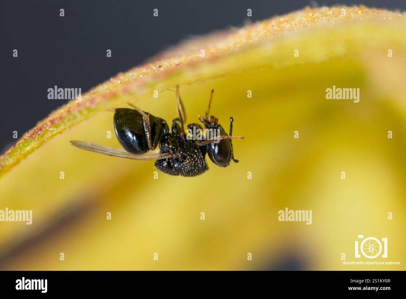 Perilampus hi-res stock photography and images - Alamy