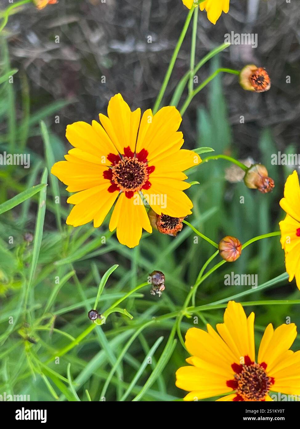 plains coreopsis (Coreopsis tinctoria Stock Photo - Alamy