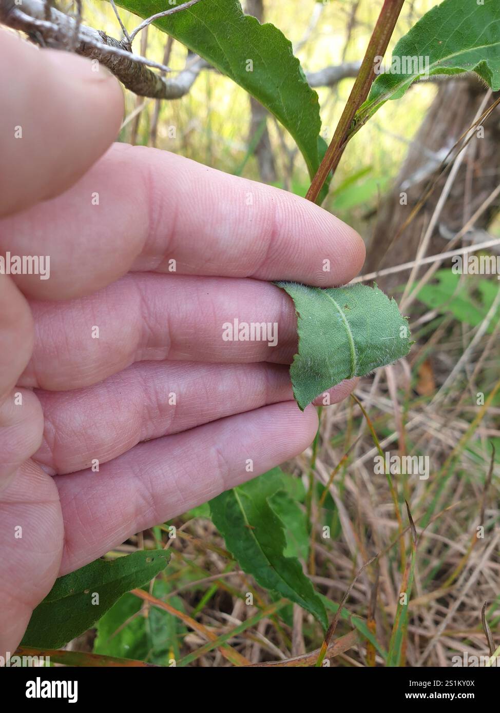 Arrow-leaved Aster (Symphyotrichum urophyllum Stock Photo - Alamy