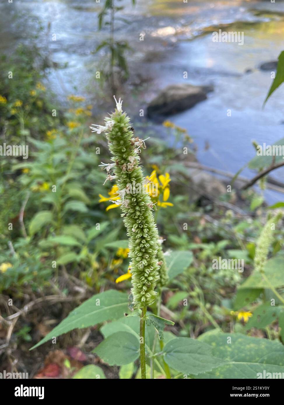 purple giant hyssop (Agastache scrophulariifolia Stock Photo - Alamy